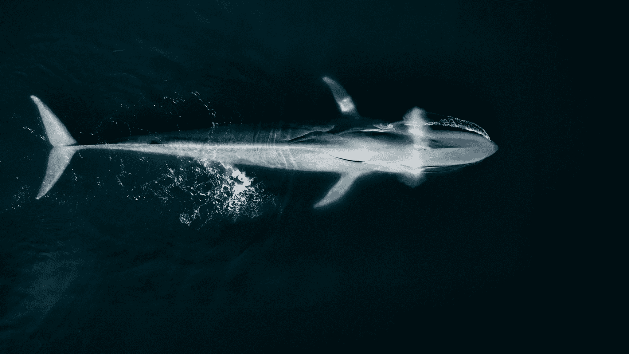 Deep Dive North America - Big Wave Productions